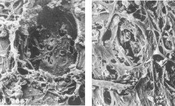 Ophthalmology Management | PentaVision